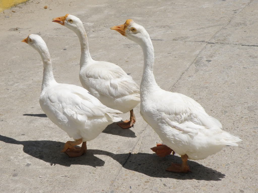 Kỹ thuật nuôi dưỡng ngan | Cổng TTĐT Tài năng trẻ Quốc gia